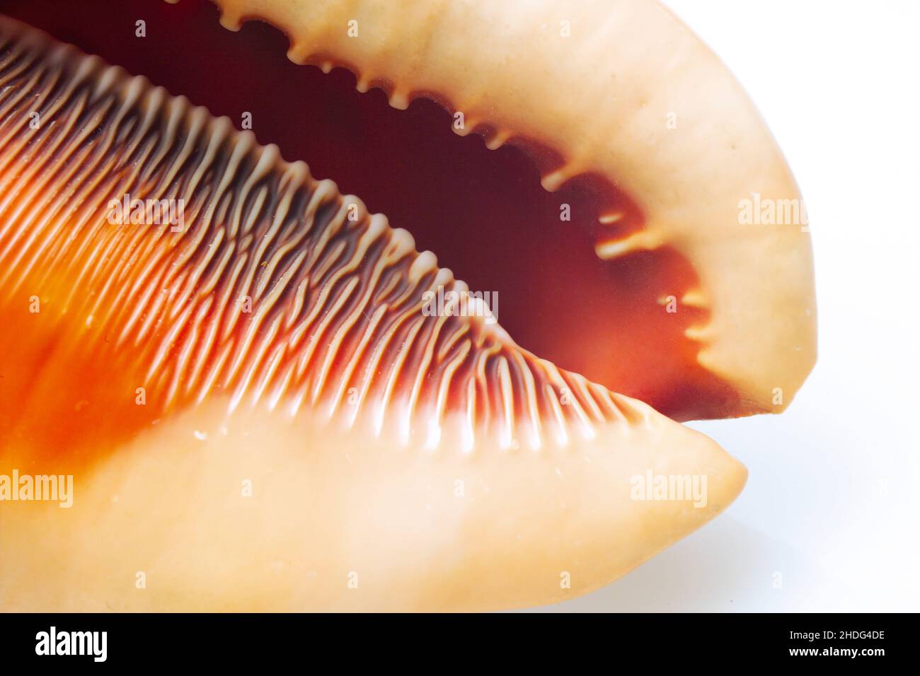 Conch animal one hi-res stock photography and images - Alamy