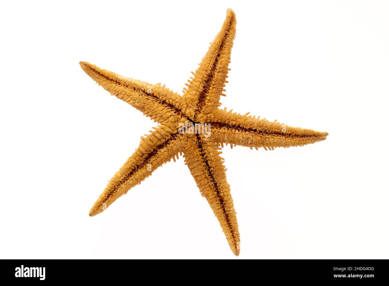 Starfish like hi-res stock photography and images - Alamy
