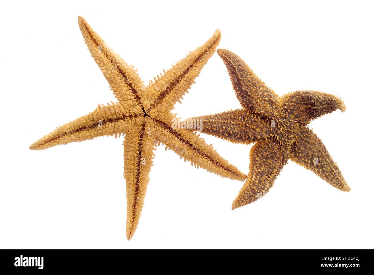 Starfish like hi-res stock photography and images - Alamy