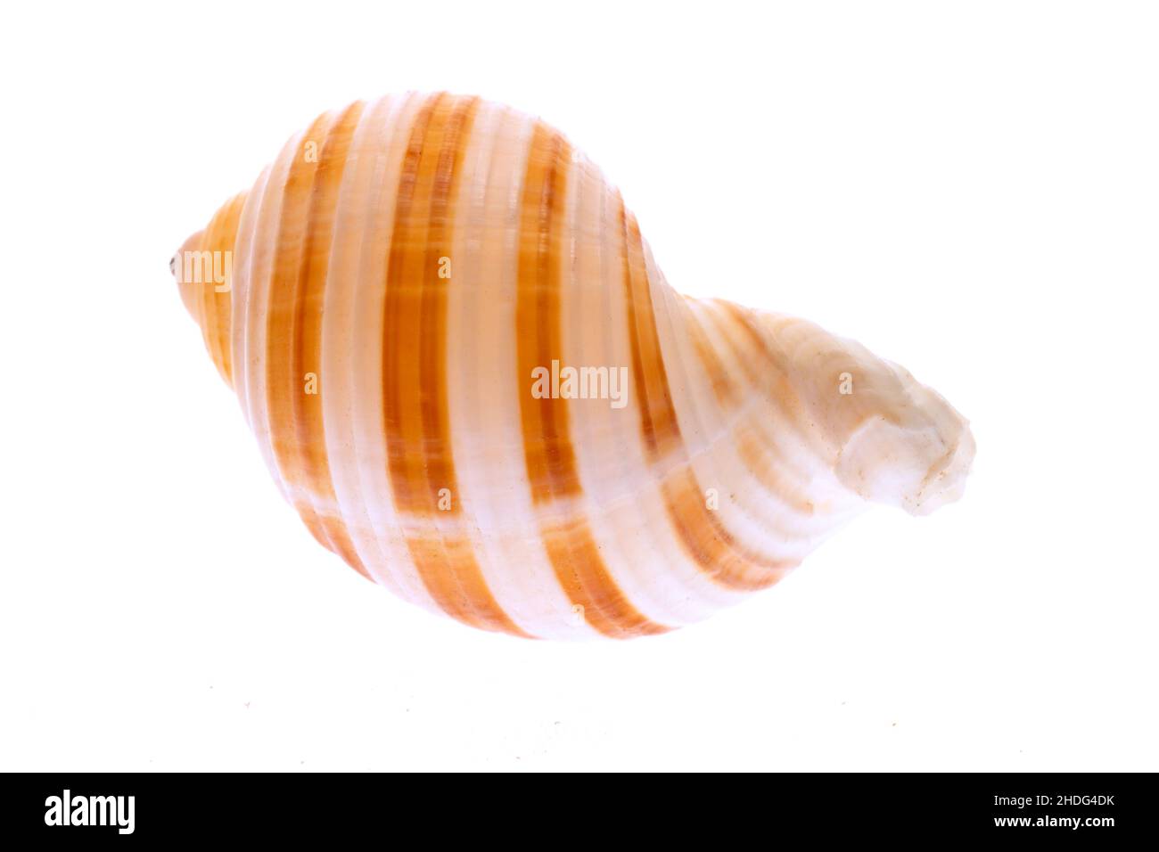 mussel, conch shell, mussels, conch shells Stock Photo - Alamy