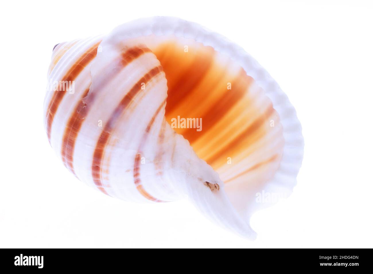 mussel, snail-shell, conch shell, mussels, snail-shells, conch shells ...