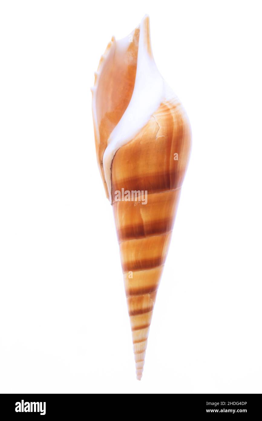 Striped mussels hi-res stock photography and images - Alamy