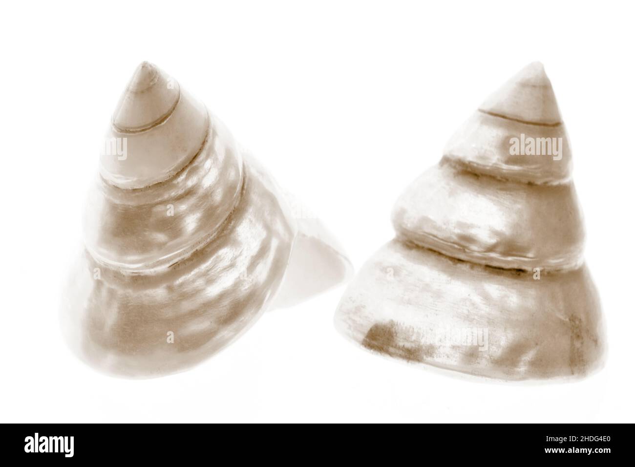 mussel, shell shape, mussels, shell shapes Stock Photo - Alamy