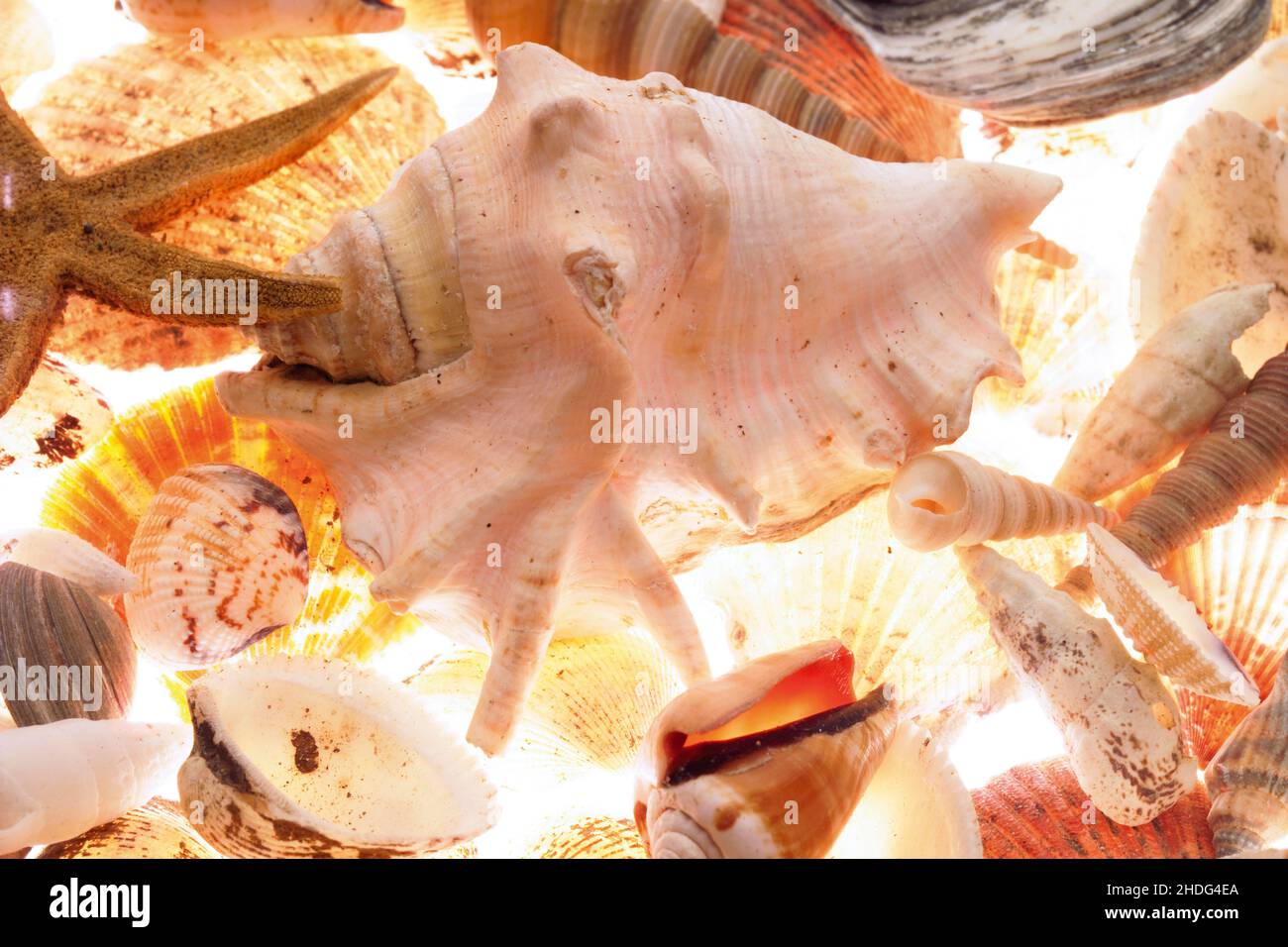 Dead mussels hi-res stock photography and images - Alamy