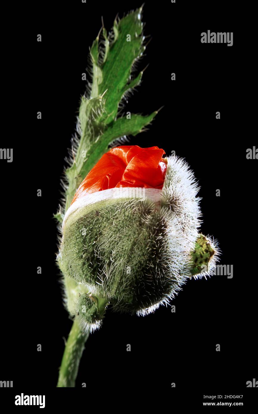 poppy flower, bud, poppies, buds Stock Photo - Alamy