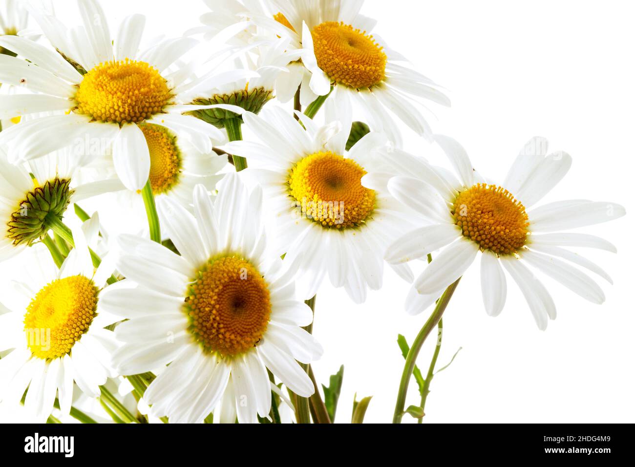 Marguerite daisy flower hi-res stock photography and images - Alamy