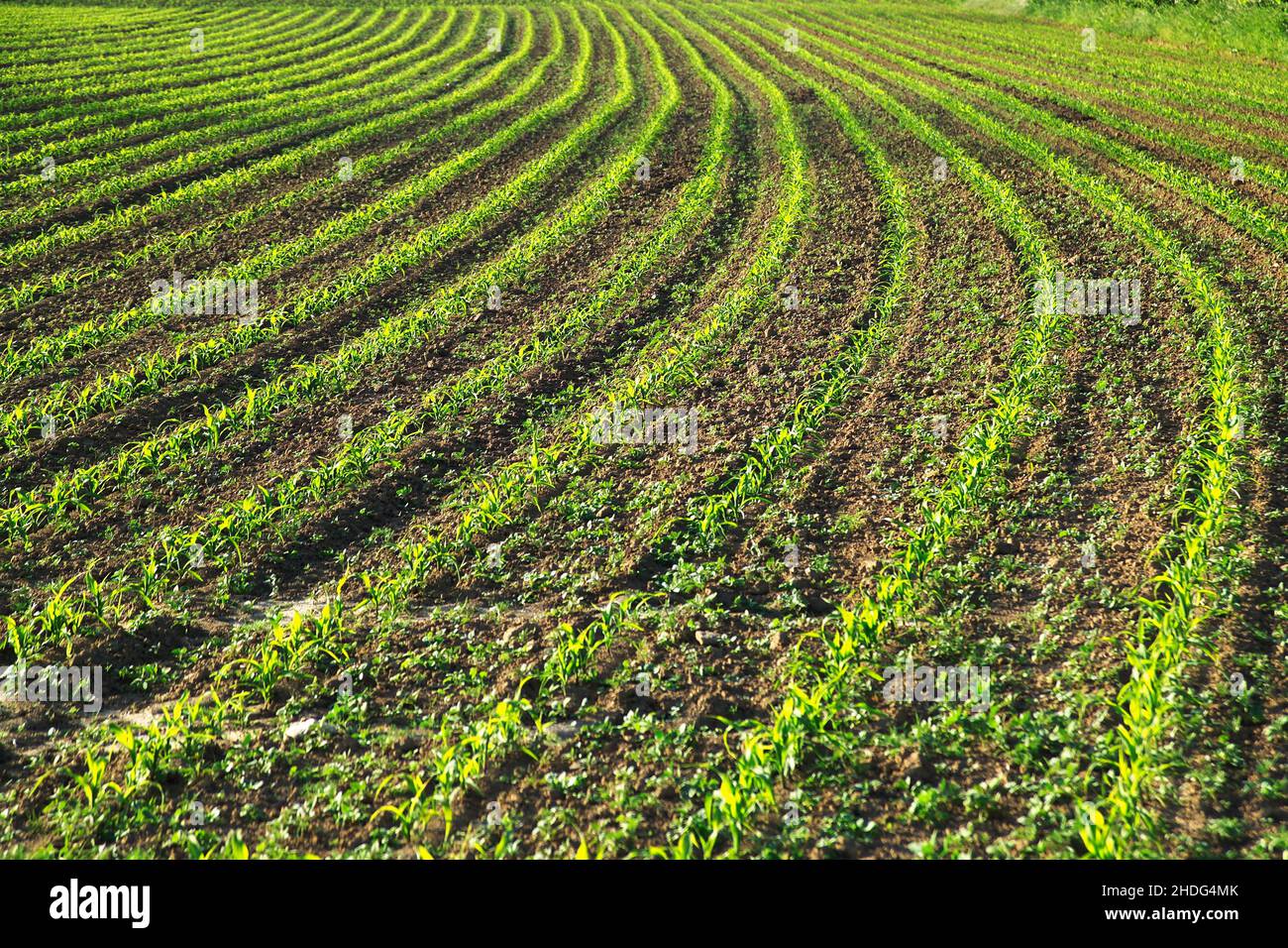agriculture, maize field, maize plant, maize cultivation, agricultures ...