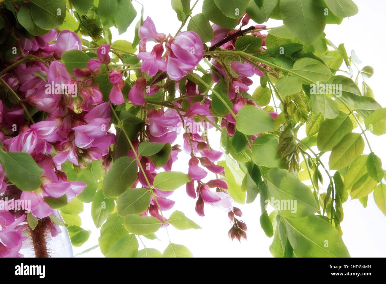 Robinias hi-res stock photography and images - Alamy