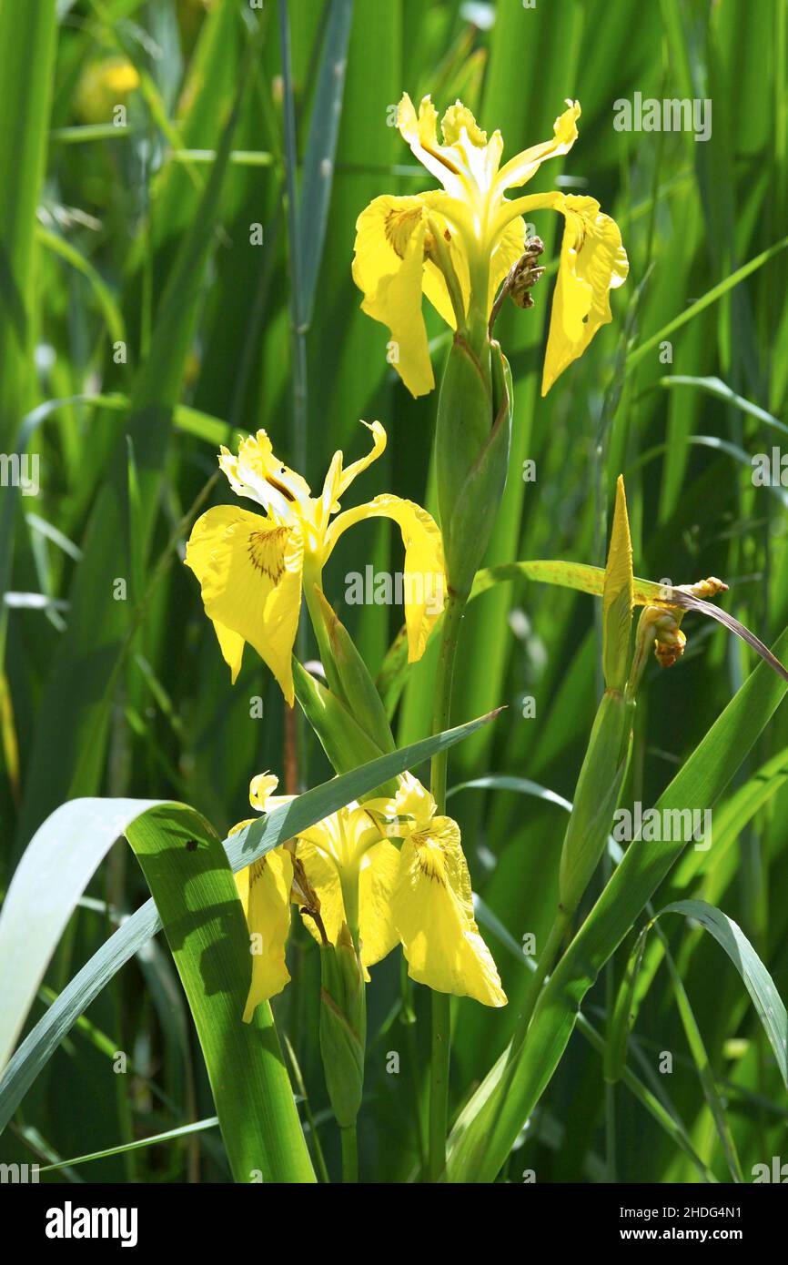 Swamp edged sword lily hi-res stock photography and images - Alamy