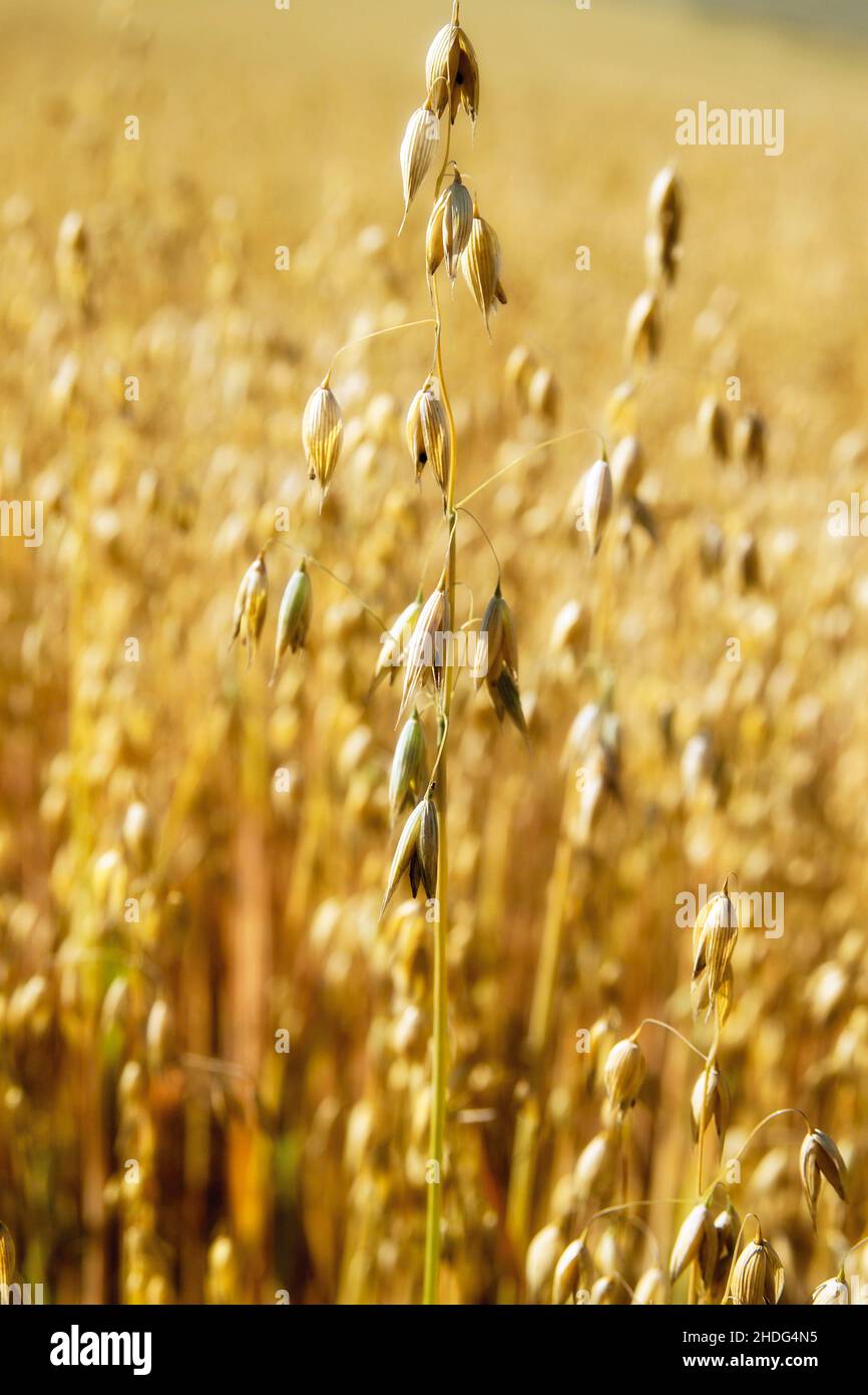 oat, oat ear, oats, oat ears Stock Photo - Alamy