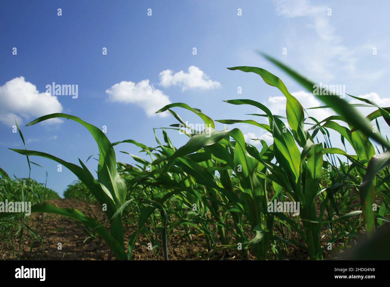 maize field, maize plant, maize cultivation, cornfields, corn plants ...