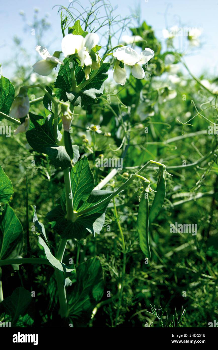 crop, pea field, pea blossom, crops, plant, pea fields, pea blossoms ...