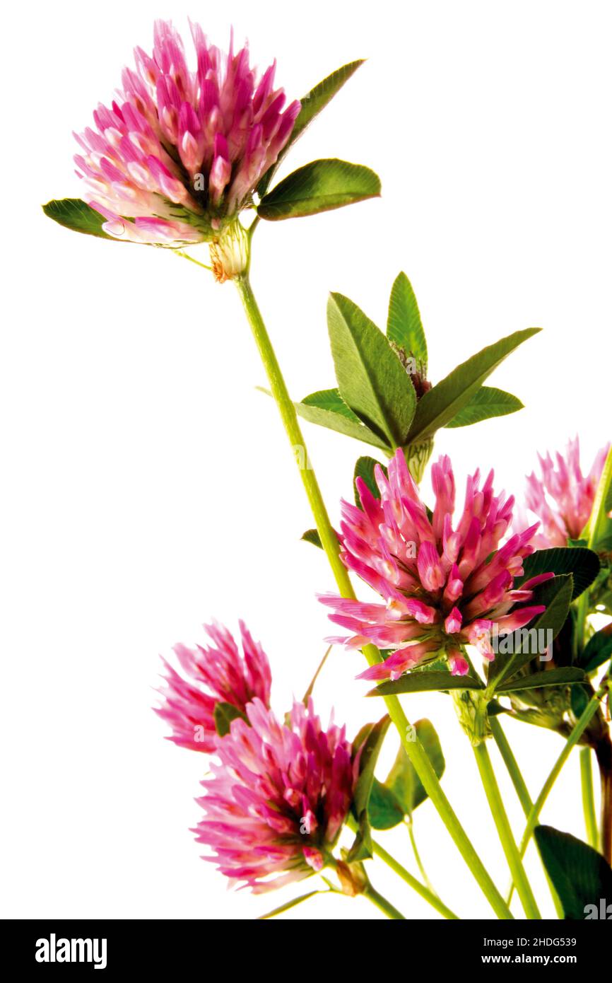 Macro shot red clover hi-res stock photography and images - Alamy