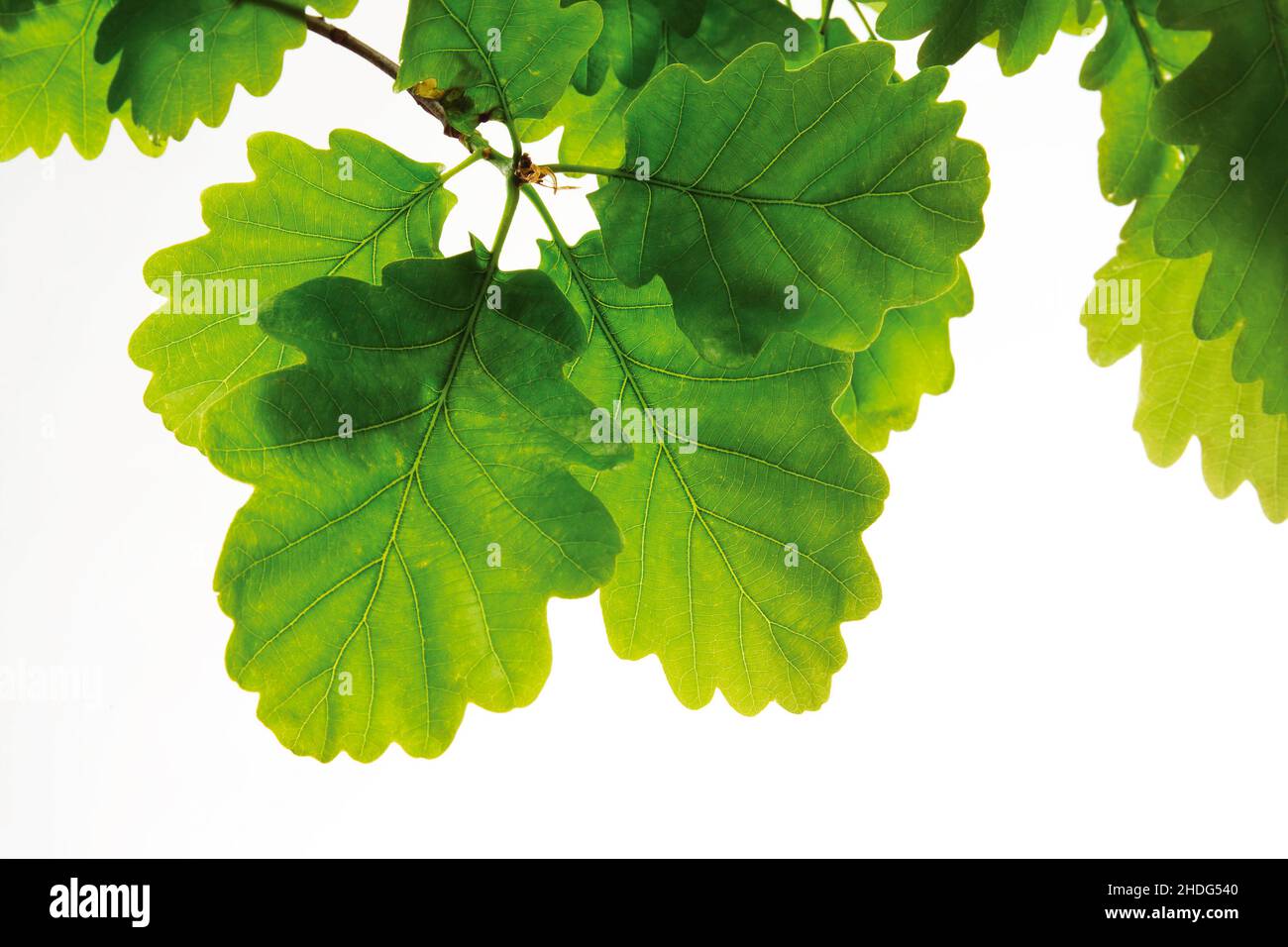 oak leaves, oak branch Stock Photo - Alamy