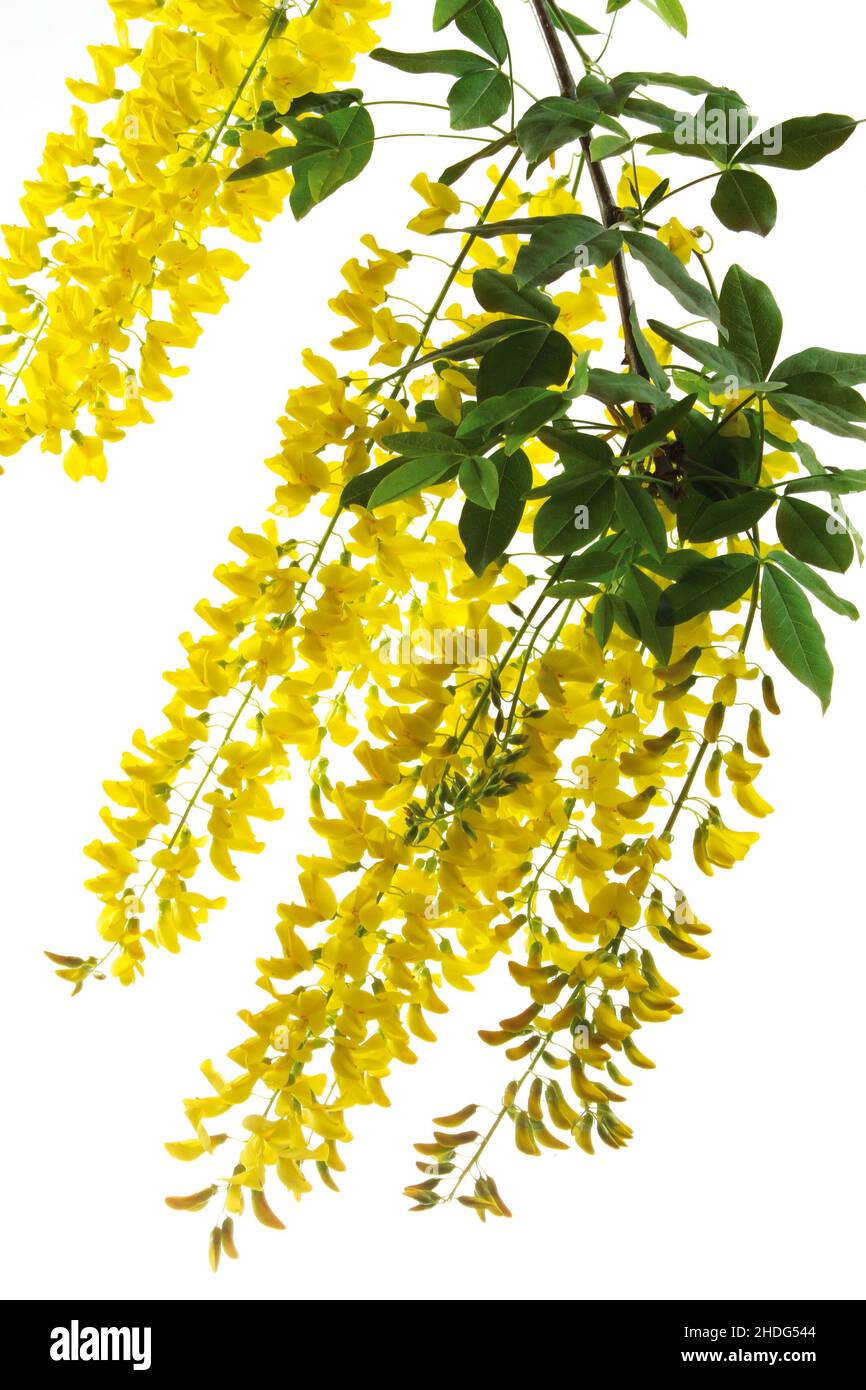 Laburnums hi-res stock photography and images - Alamy