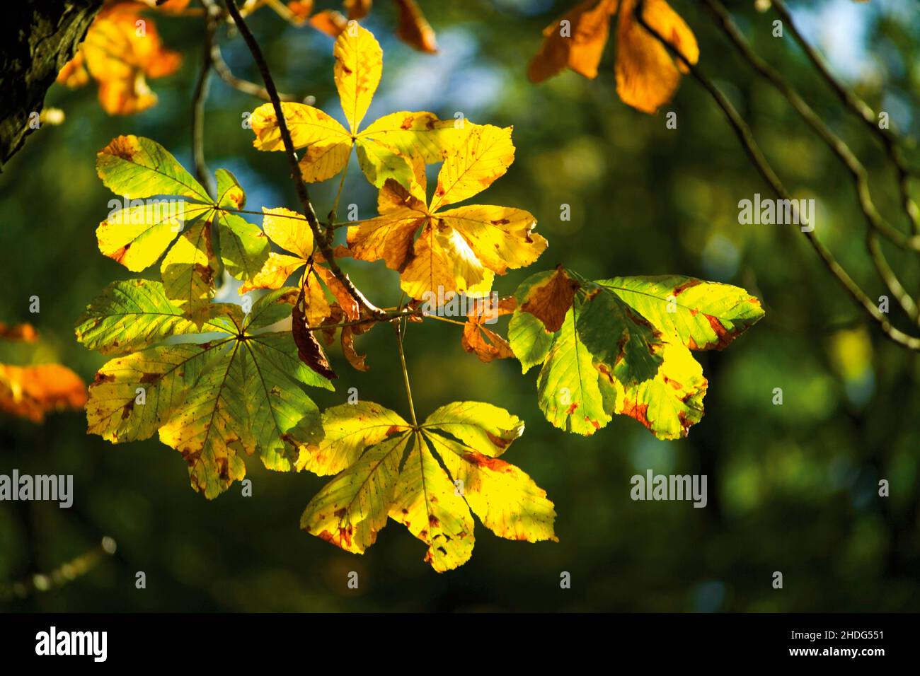 horse chestnut, autumn colors, horse chestnuts, fall Stock Photo - Alamy