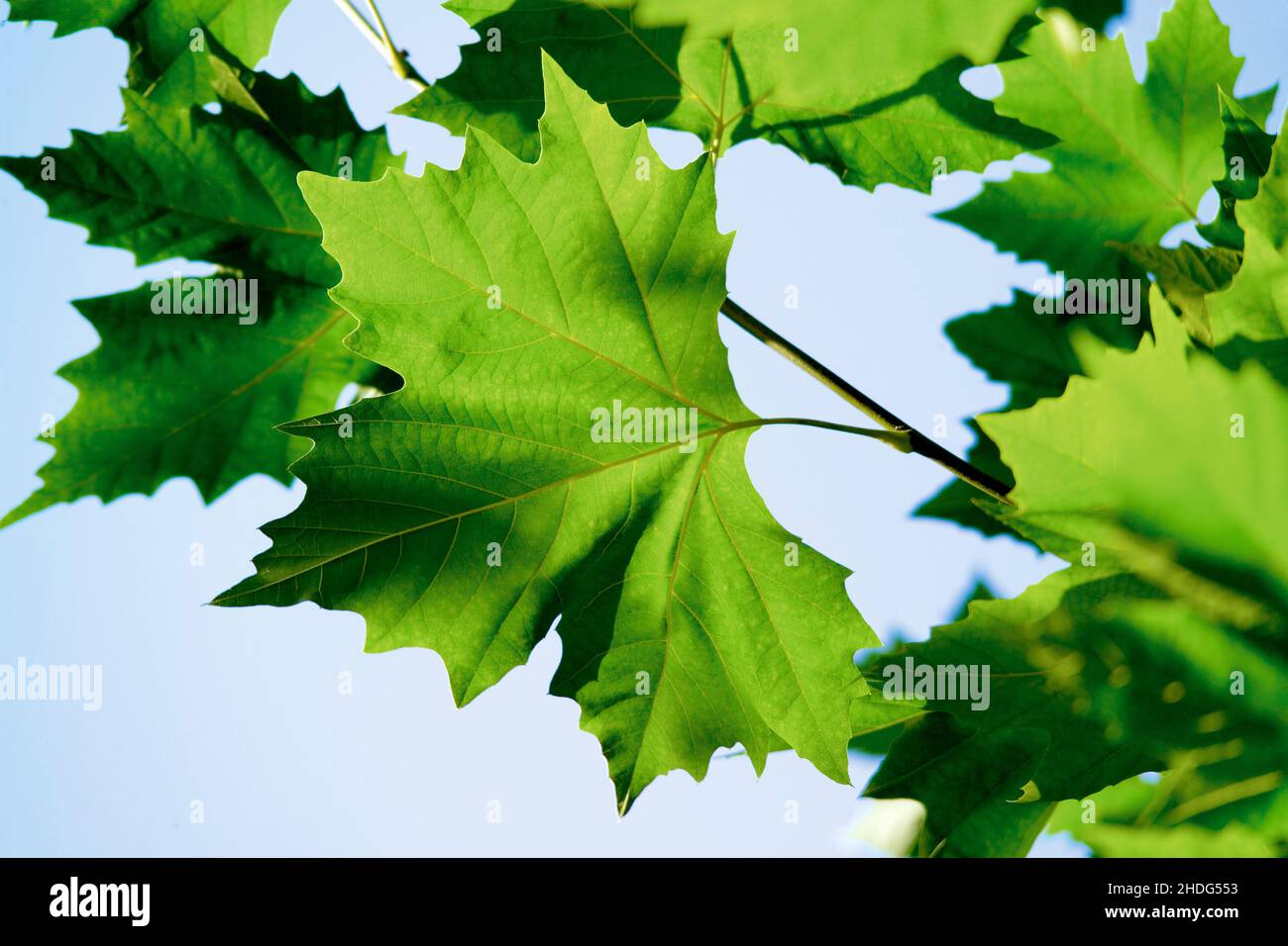 plane tree, plane trees Stock Photo - Alamy