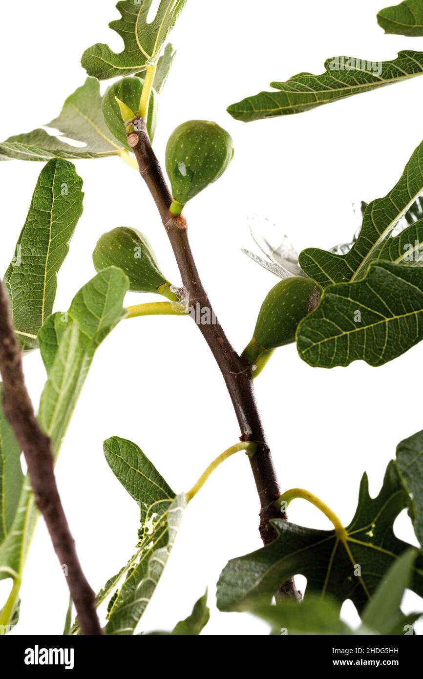 fig tree, seed head, fig trees, seed heads Stock Photo - Alamy