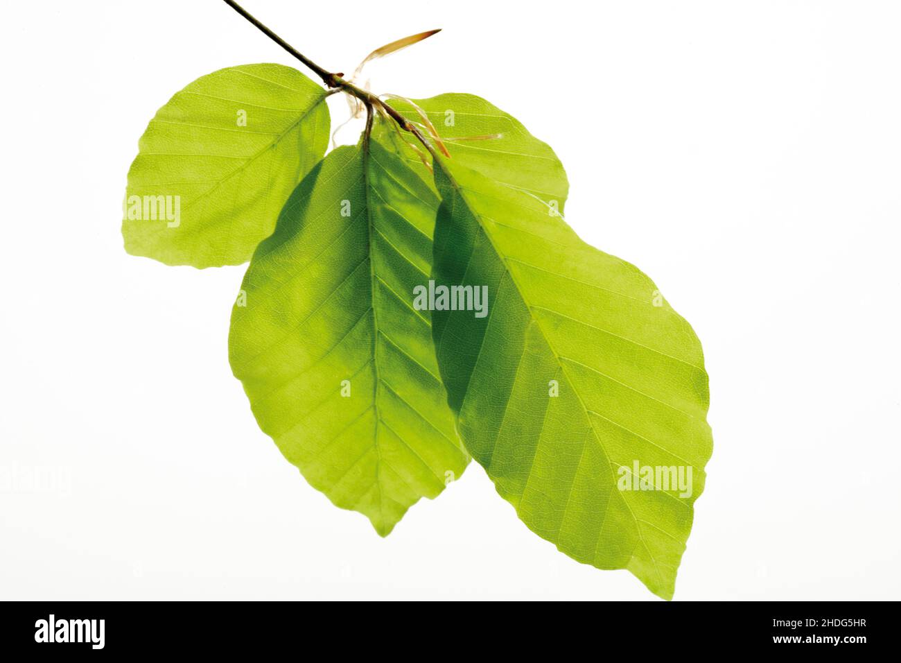 Beech families hi-res stock photography and images - Alamy