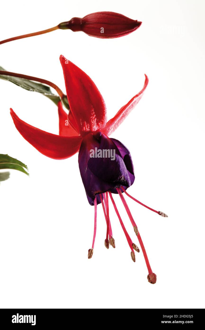 fuschia, fuchsias bloom, fuschias, fuchsias blooms Stock Photo - Alamy