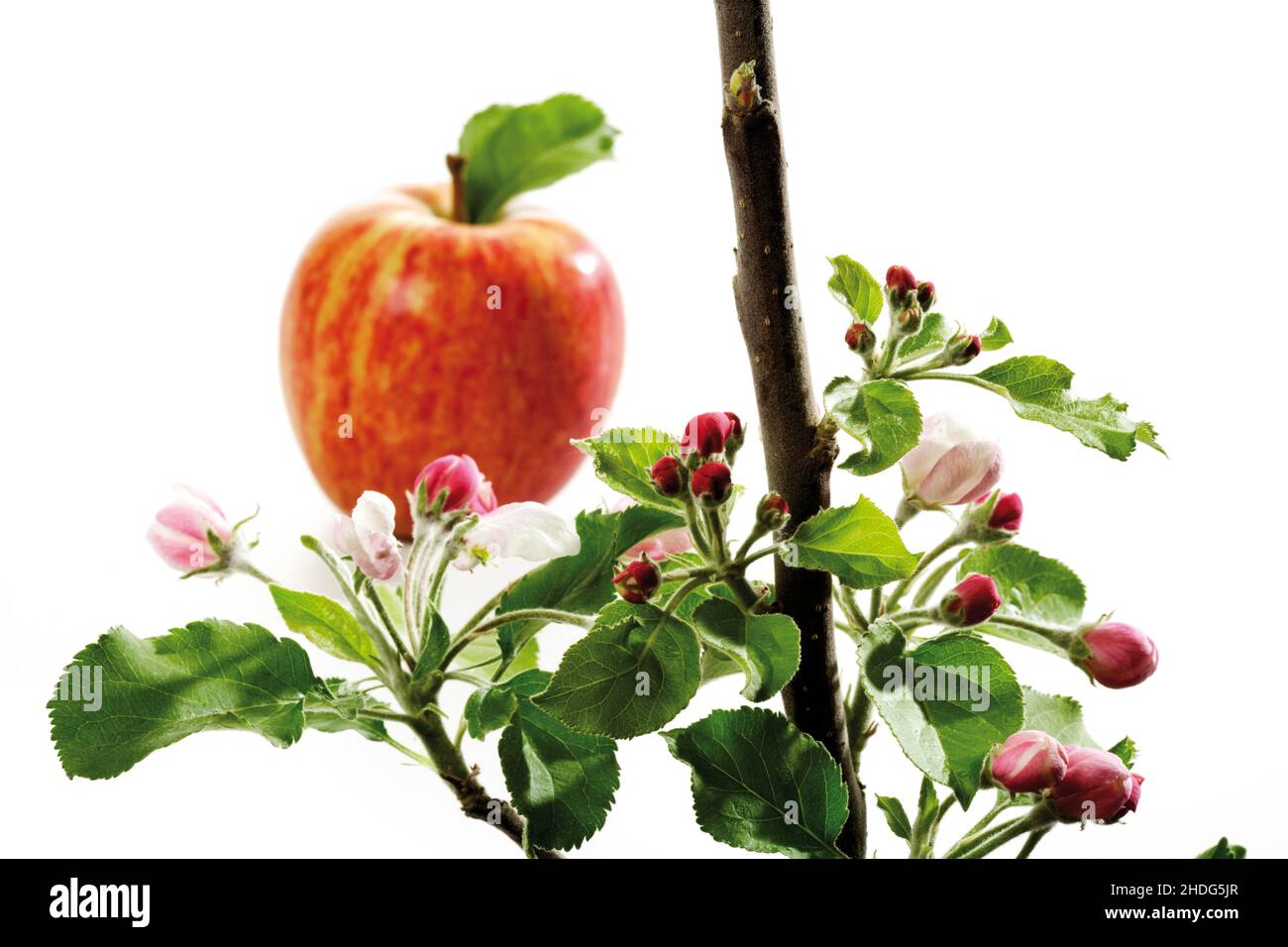 Apple tree buds on white Cut Out Stock Images & Pictures - Alamy