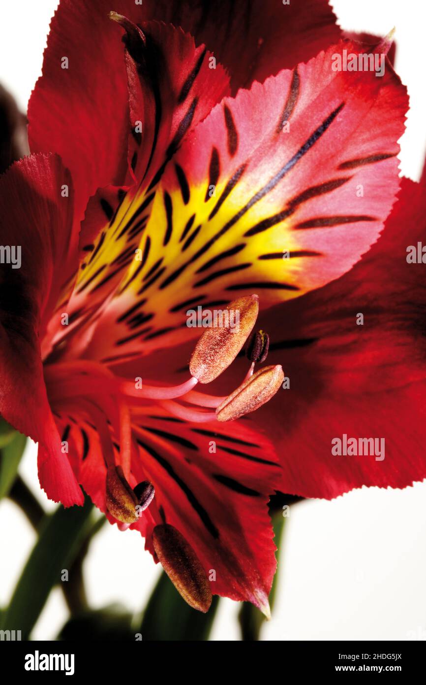 lily, inflorescence, lilies, inflorescences Stock Photo - Alamy