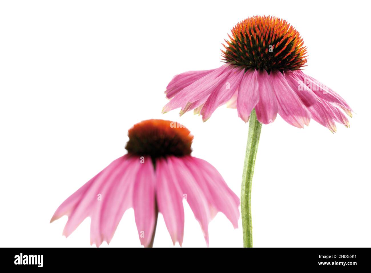 sun hat, sun hats Stock Photo - Alamy