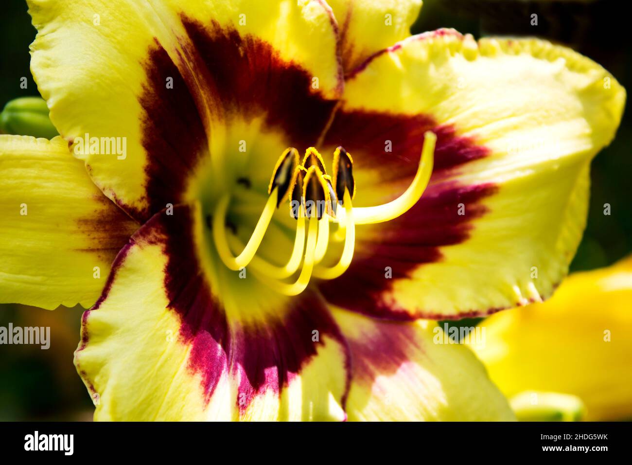 Lemon lilies hi-res stock photography and images - Alamy