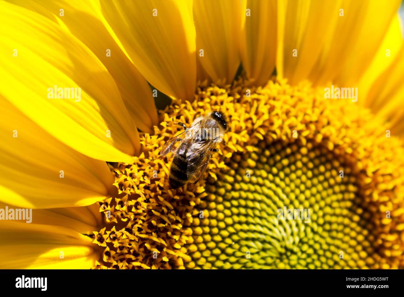 honey bee, honey bees Stock Photo - Alamy