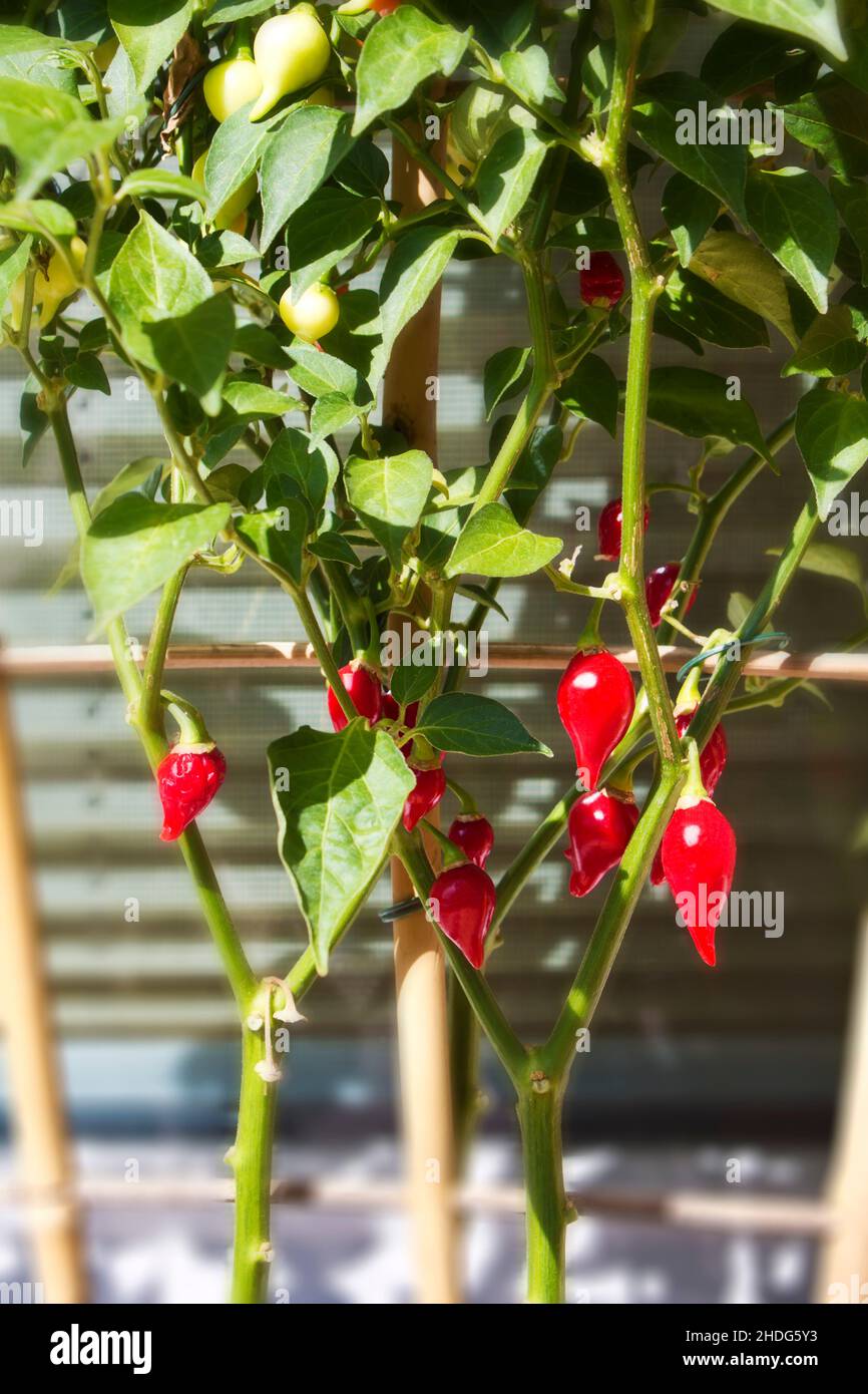 Pepperoni plants hi-res stock photography and images - Alamy