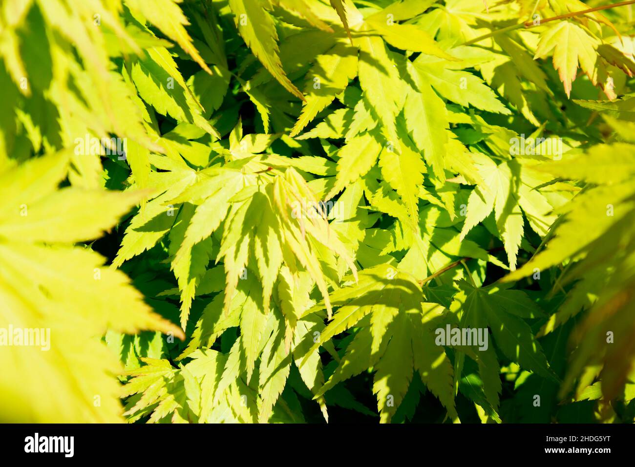 japanese maple, japanese, japanese maples Stock Photo - Alamy