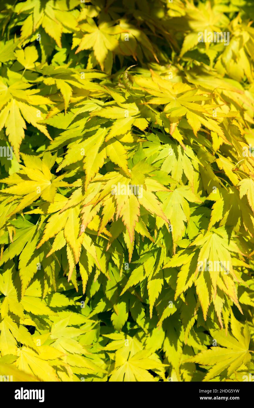 japanese maple, japanese, japanese maples Stock Photo - Alamy