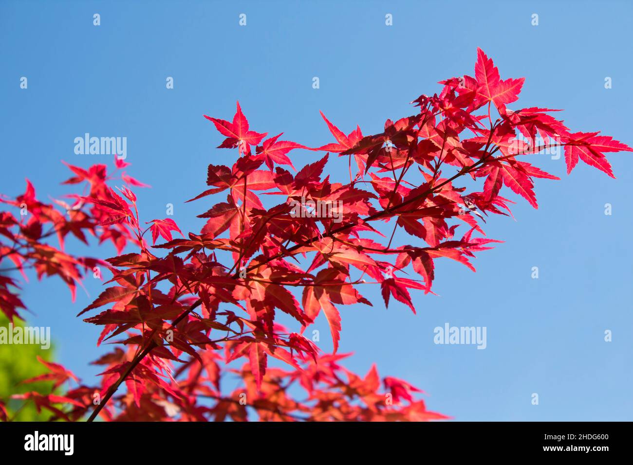 japanese maple fan Stock Photo - Alamy
