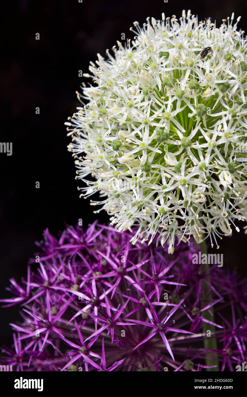 allium, allium flower, alliums, allium flowers Stock Photo - Alamy