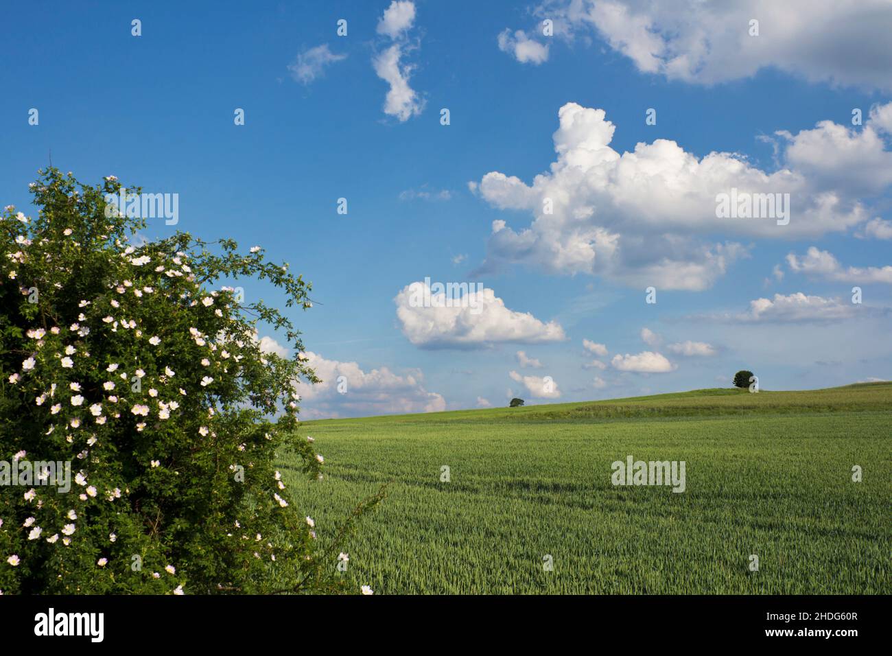 corn field, wild rose, corn fields, wild roses Stock Photo - Alamy