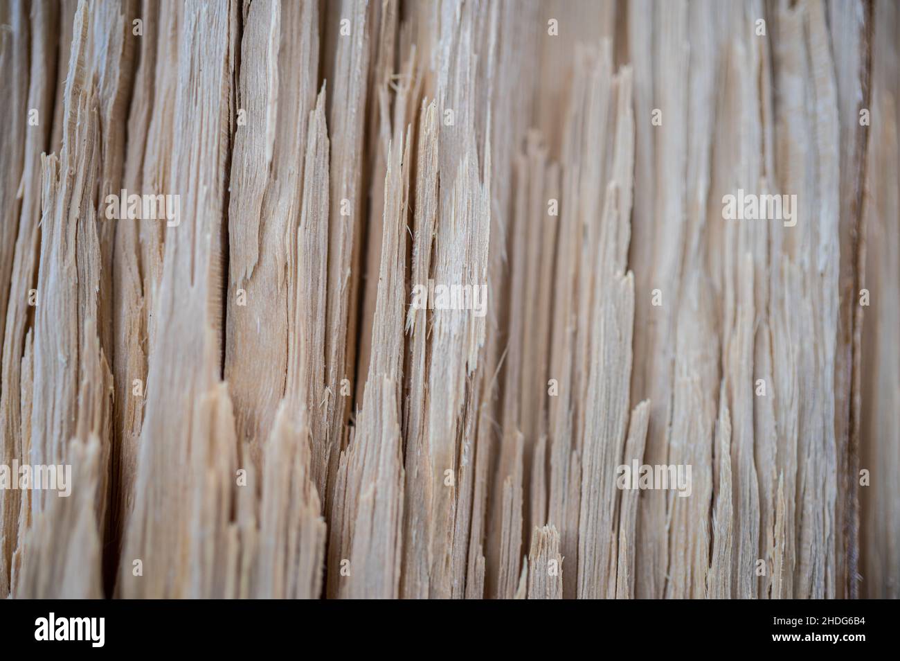 Fresh wood log texture background. European hornbeam, Carpinus betulus ...
