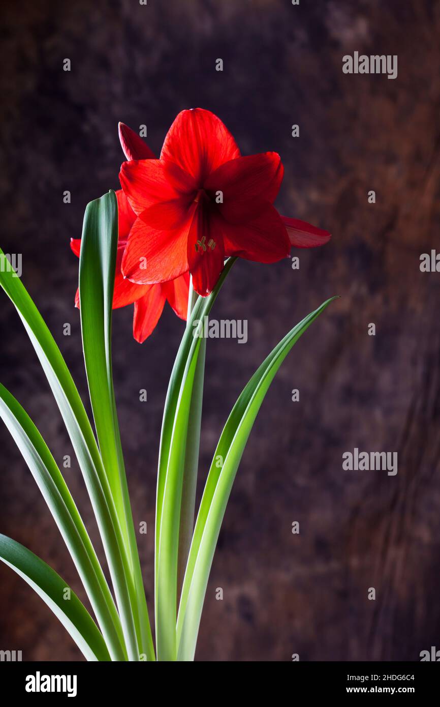 knight star, knight stars Stock Photo - Alamy