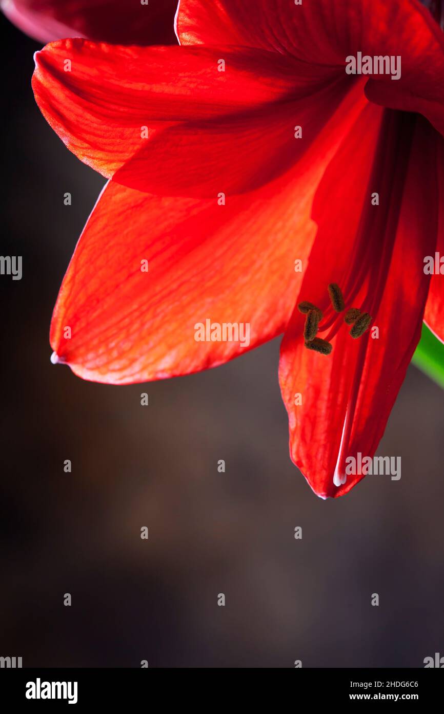 knight star, knight stars Stock Photo - Alamy
