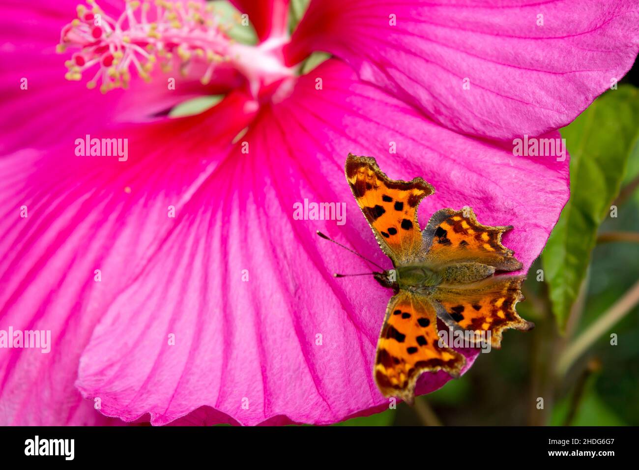 Hibiscus butterflies hi-res stock photography and images - Alamy