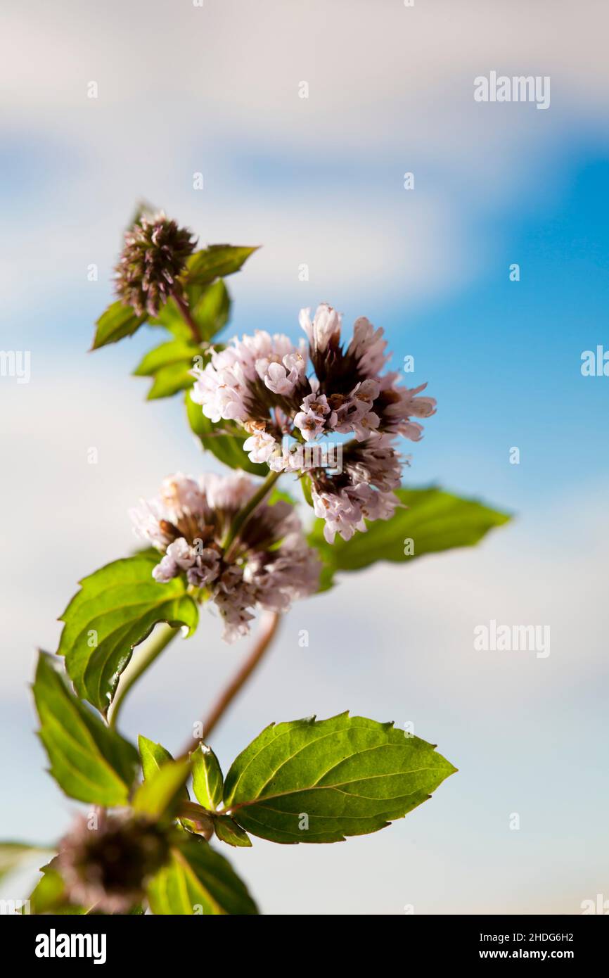 peppermint, peppermint bloom, peppermints, peppermint blooms Stock ...