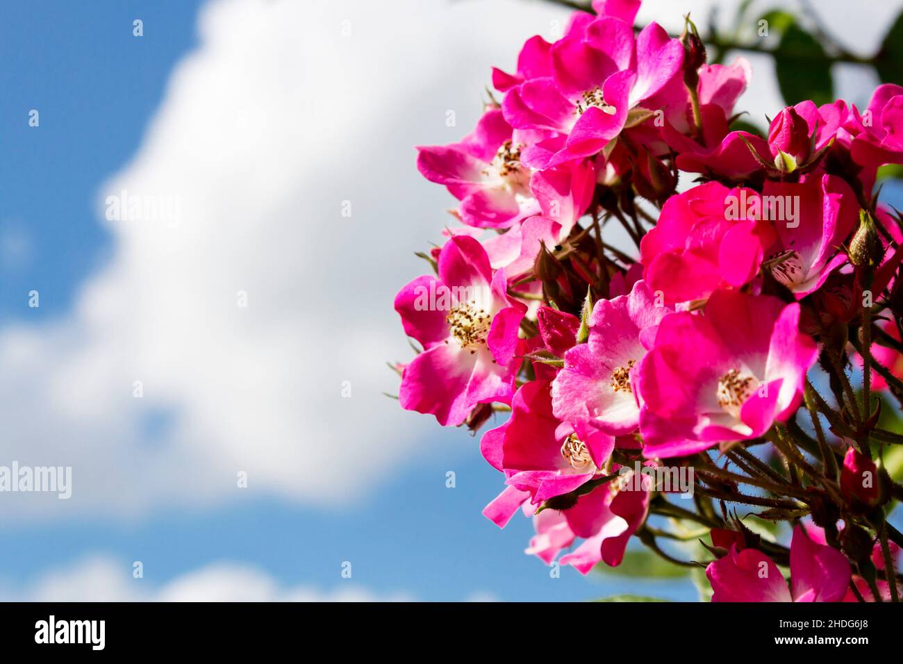 climbing roses, climbing rose Stock Photo - Alamy