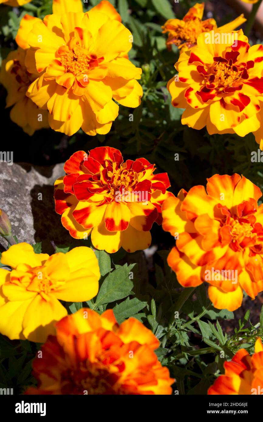 Warm colors of marigolds hi-res stock photography and images - Alamy