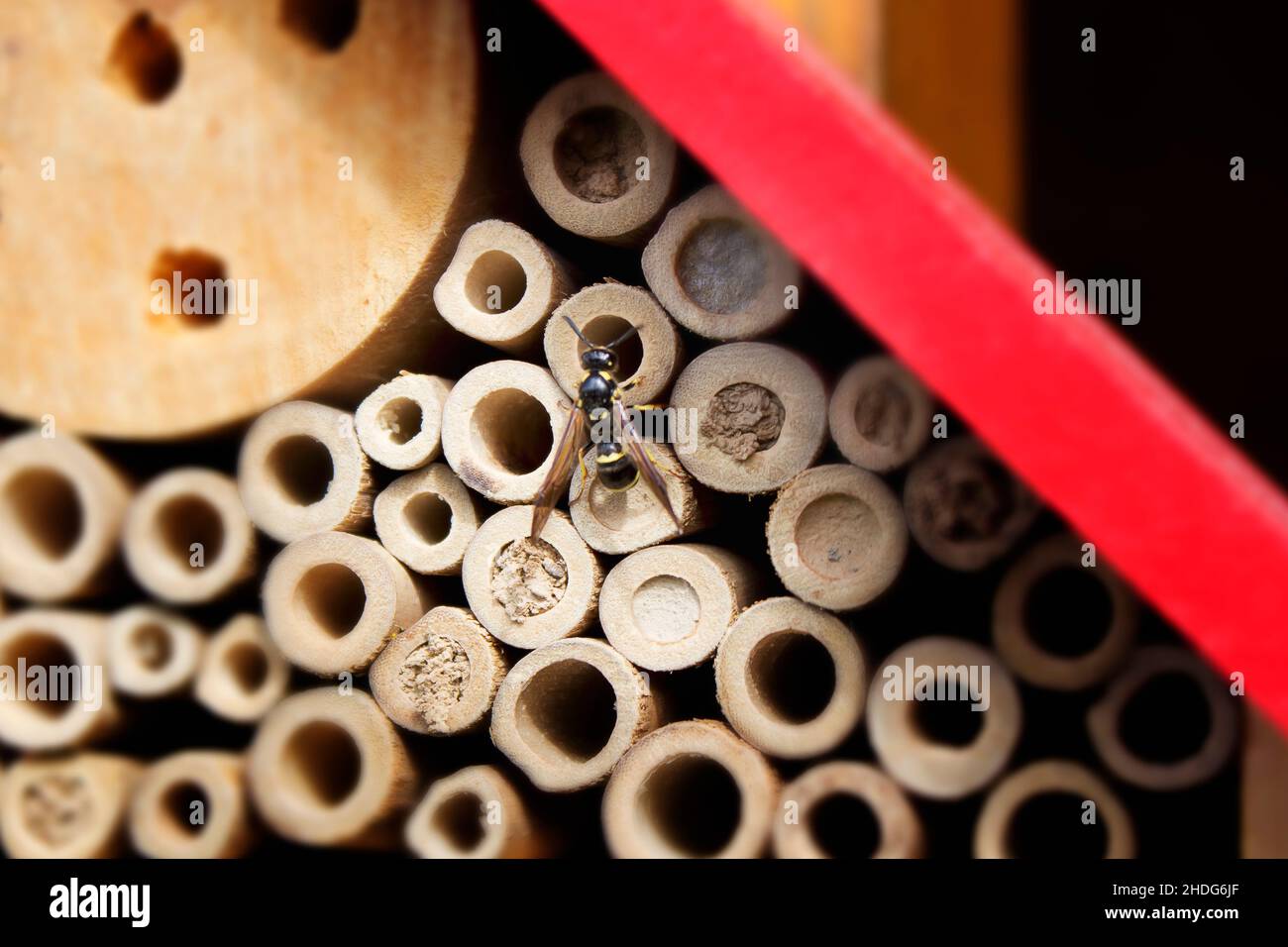 insect nest, insect house, insect hotel, insect nests, insect houses ...