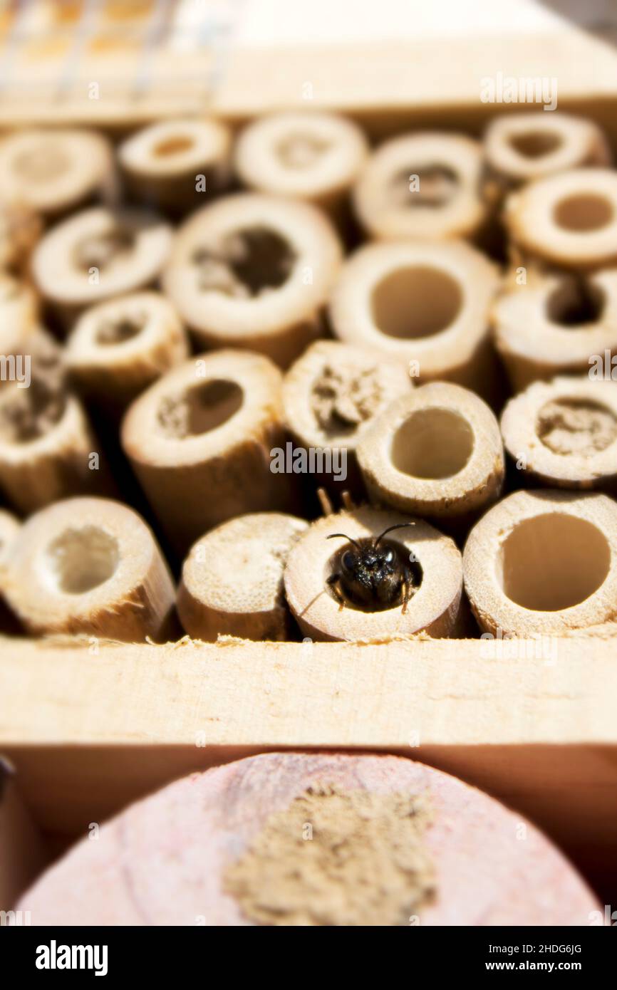 insect nest, insect house, insect hotel, insect nests, insect houses ...