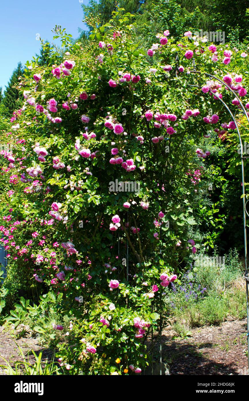 Climbing rose climbing roses hi-res stock photography and images - Alamy