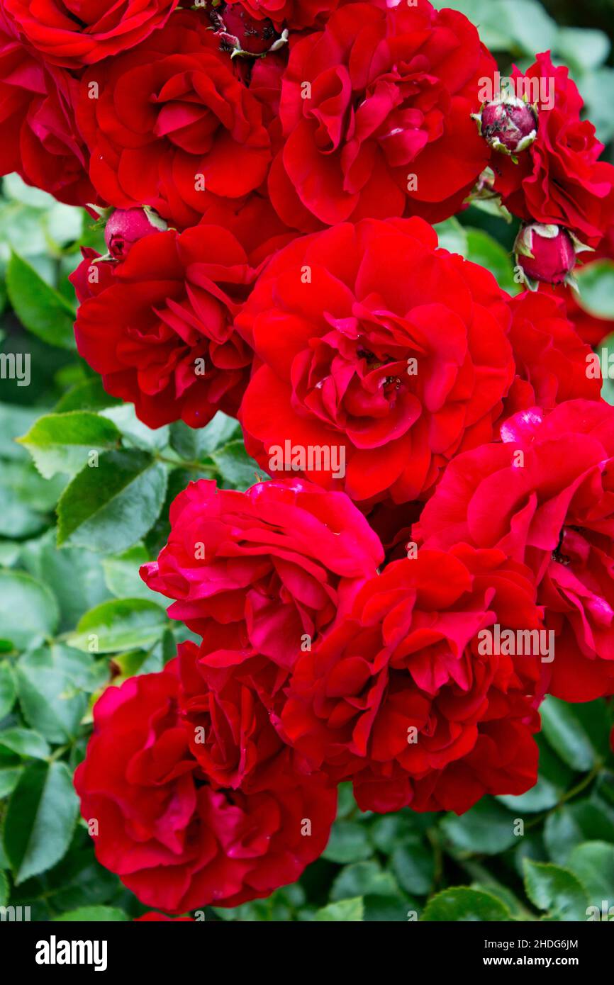 red rose, red roses Stock Photo - Alamy