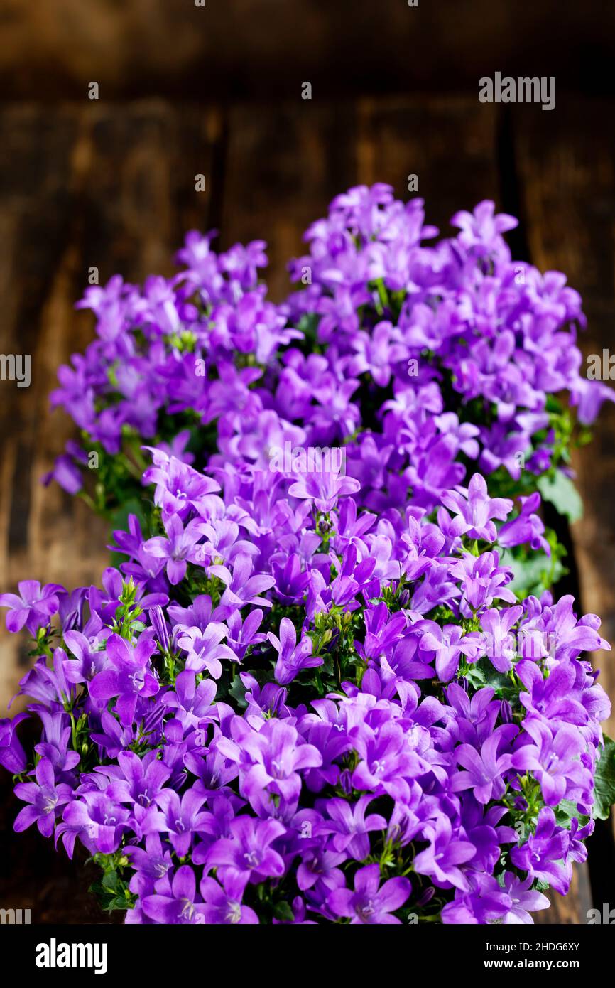 Ornamental wall hi-res stock photography and images - Alamy