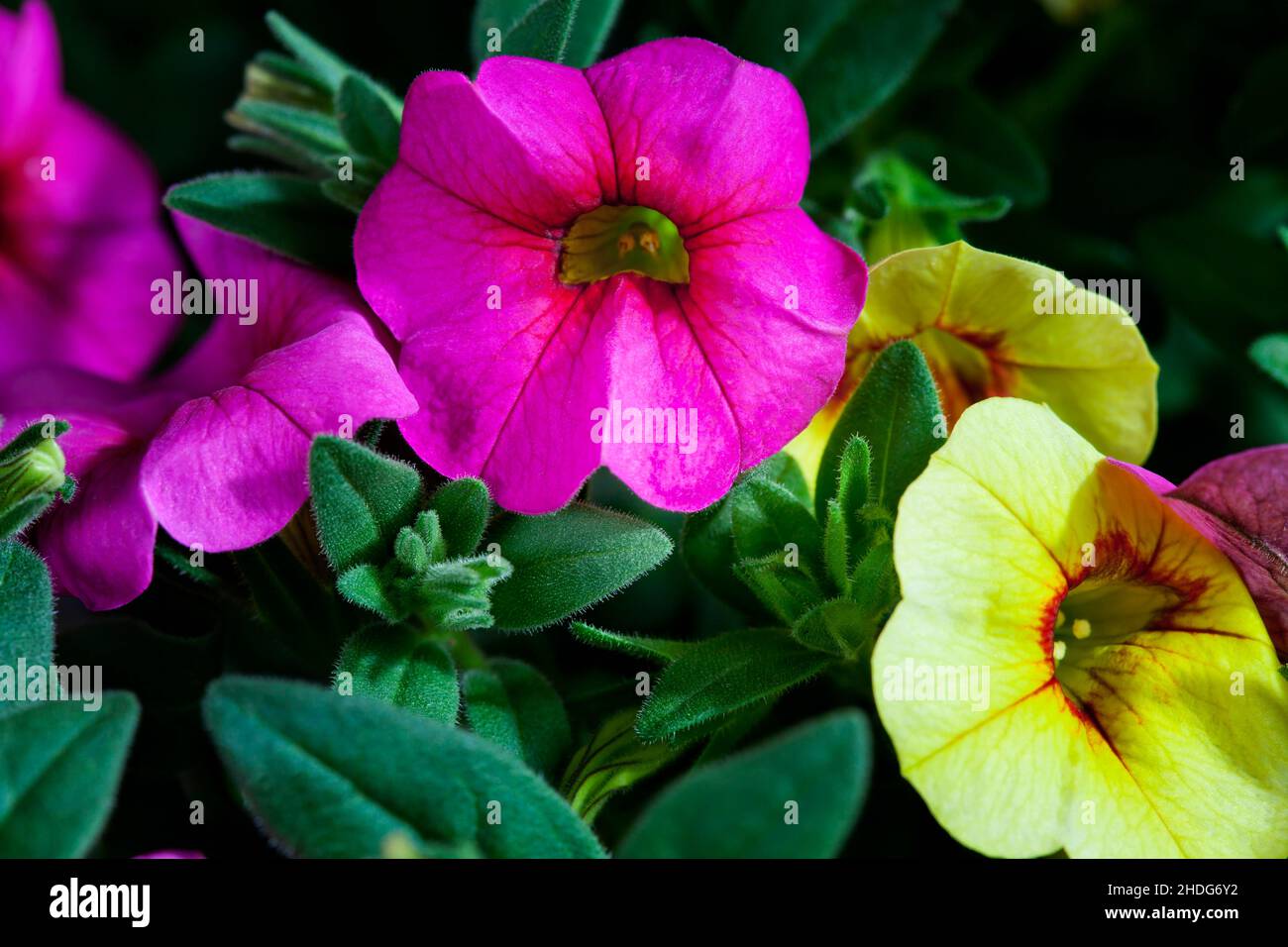 Calibrachoa plants hi-res stock photography and images - Alamy