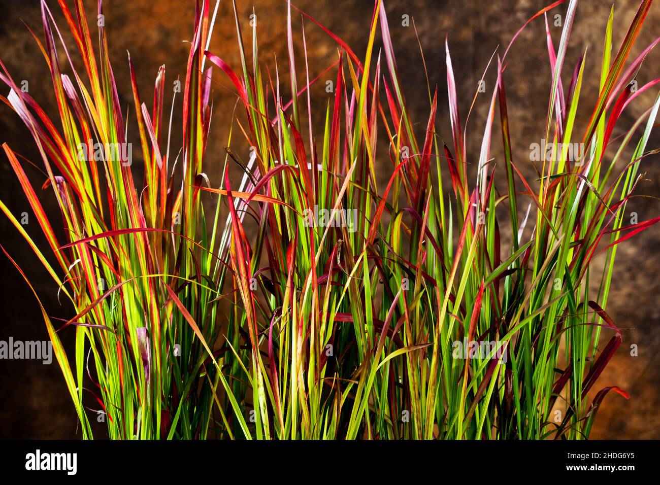 Cogongrass hi-res stock photography and images - Alamy