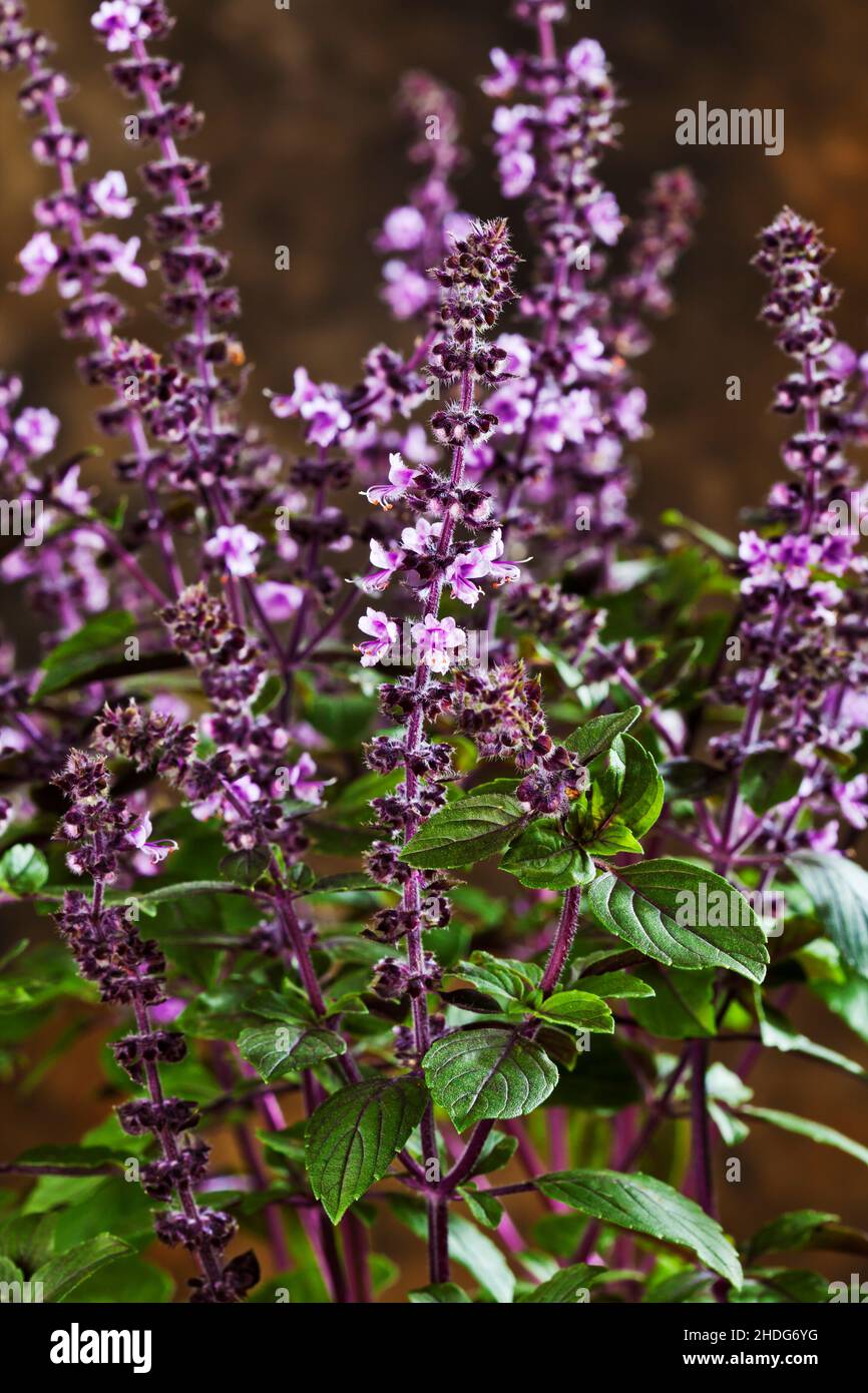 basil, basil bloom, basils Stock Photo - Alamy